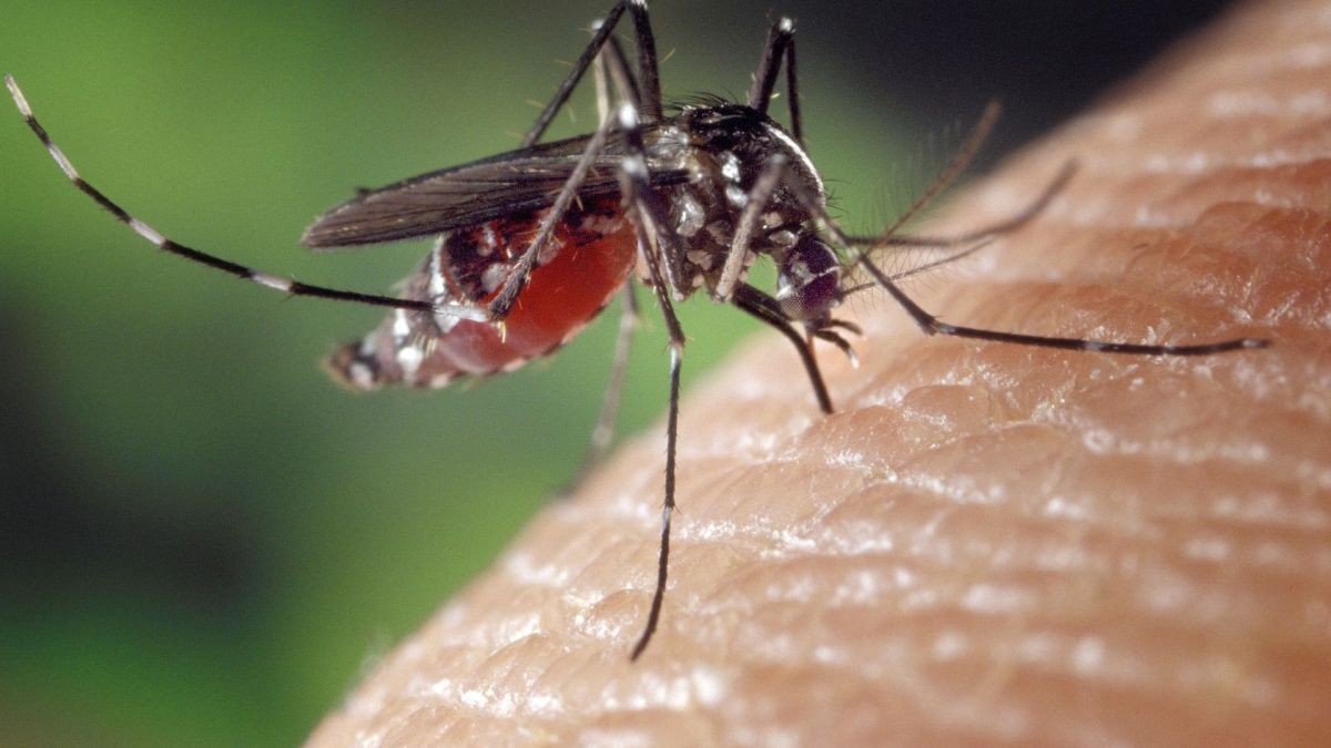 Modelo de IA mapeará dengue antecipadamente por bairros de São Paulo