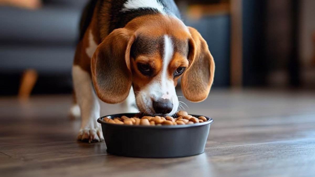 10 dog breeds so mischievous they could be like 2-year-olds