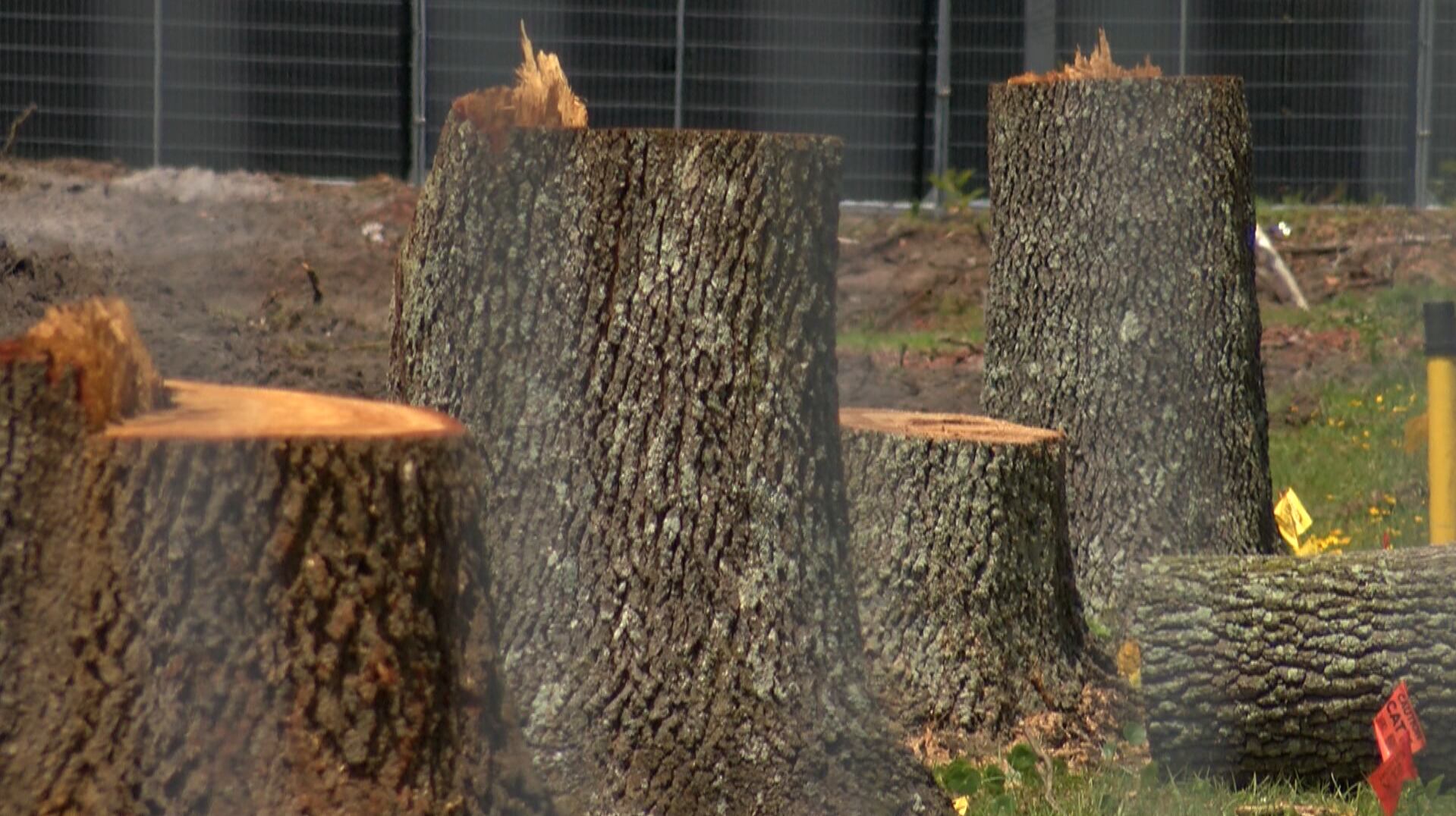 Removal of trees at the Galleria Development upsets tree advocates