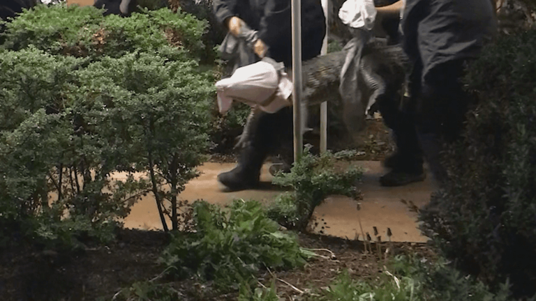 Police, motel guests give new details after alligator found in Northern ...