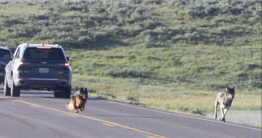 Talk About A Dog Fight: German Shepard Erupts Out Of Car Window To ...