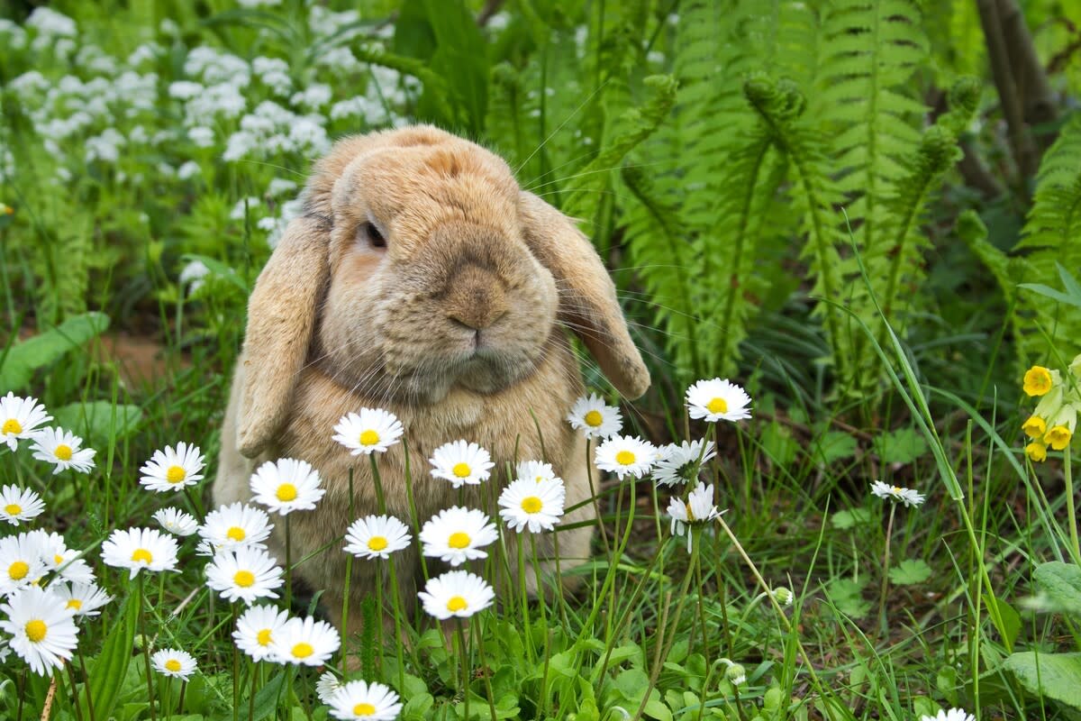 Cute Rabbit’s ‘Exhausting’ Daily Routine Is Tough, but 'Somebunny' Has ...