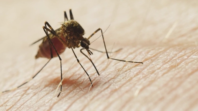 Heavy rain brings increased mosquito risk in Harris County