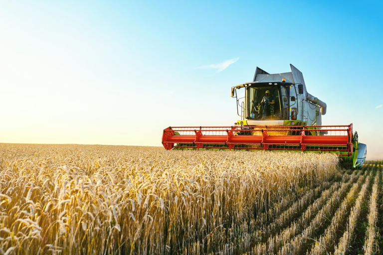 ‘100%’ didn’t show up to work due to raids, farmer says