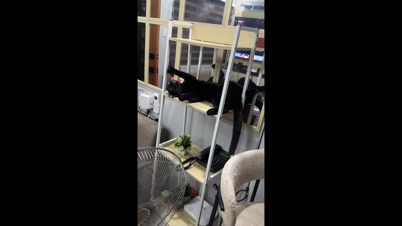 Pet cat lays motionless on shelf like a stuffed animal