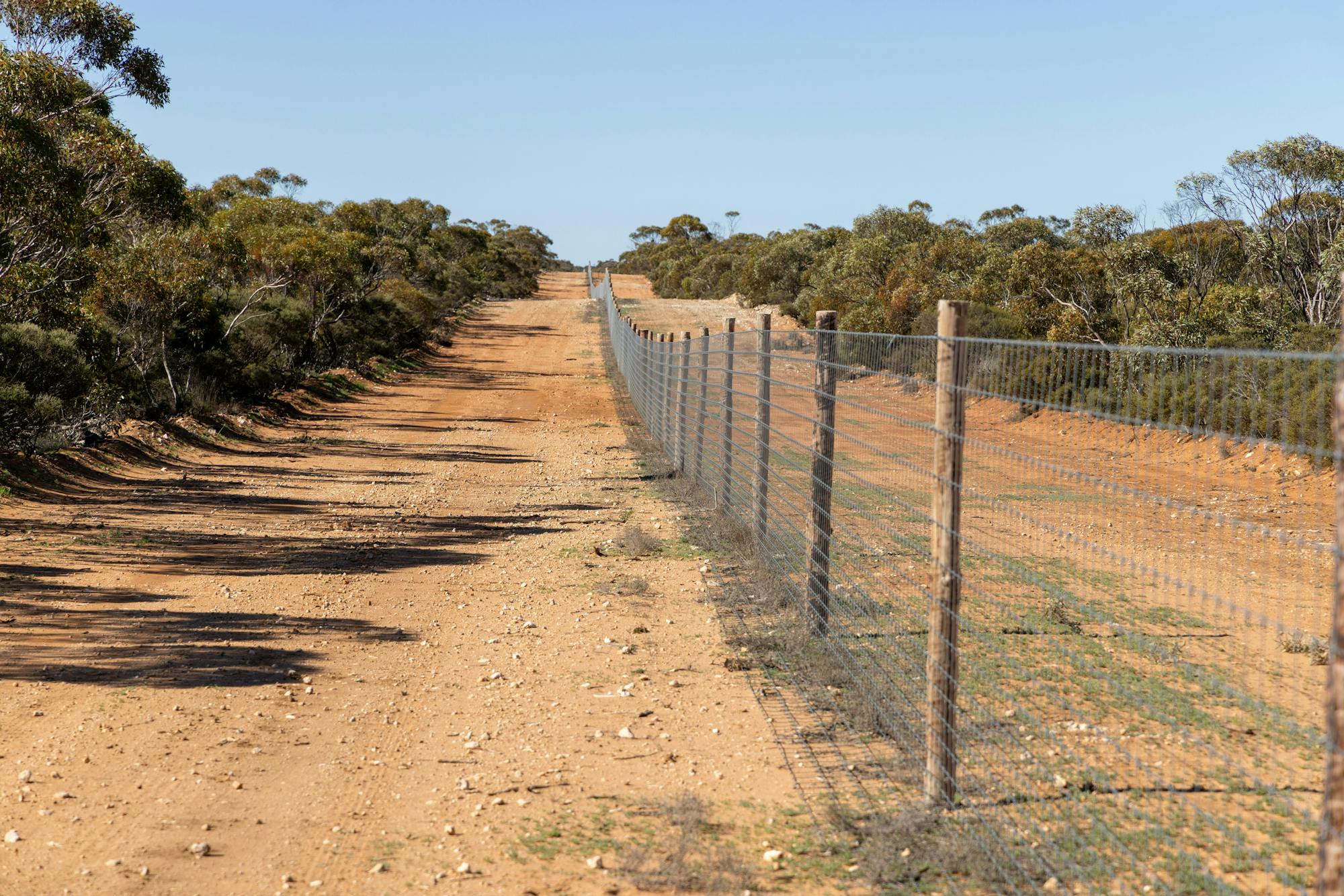 ‘Guerrilla rewilding’ aims for DIY conservation – but it may do more ...