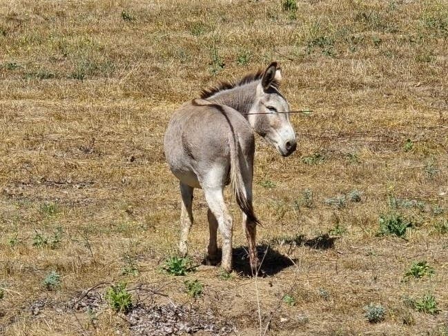 Wild Burros Shot With Arrows In Riverside County, Suspect(s) Sought