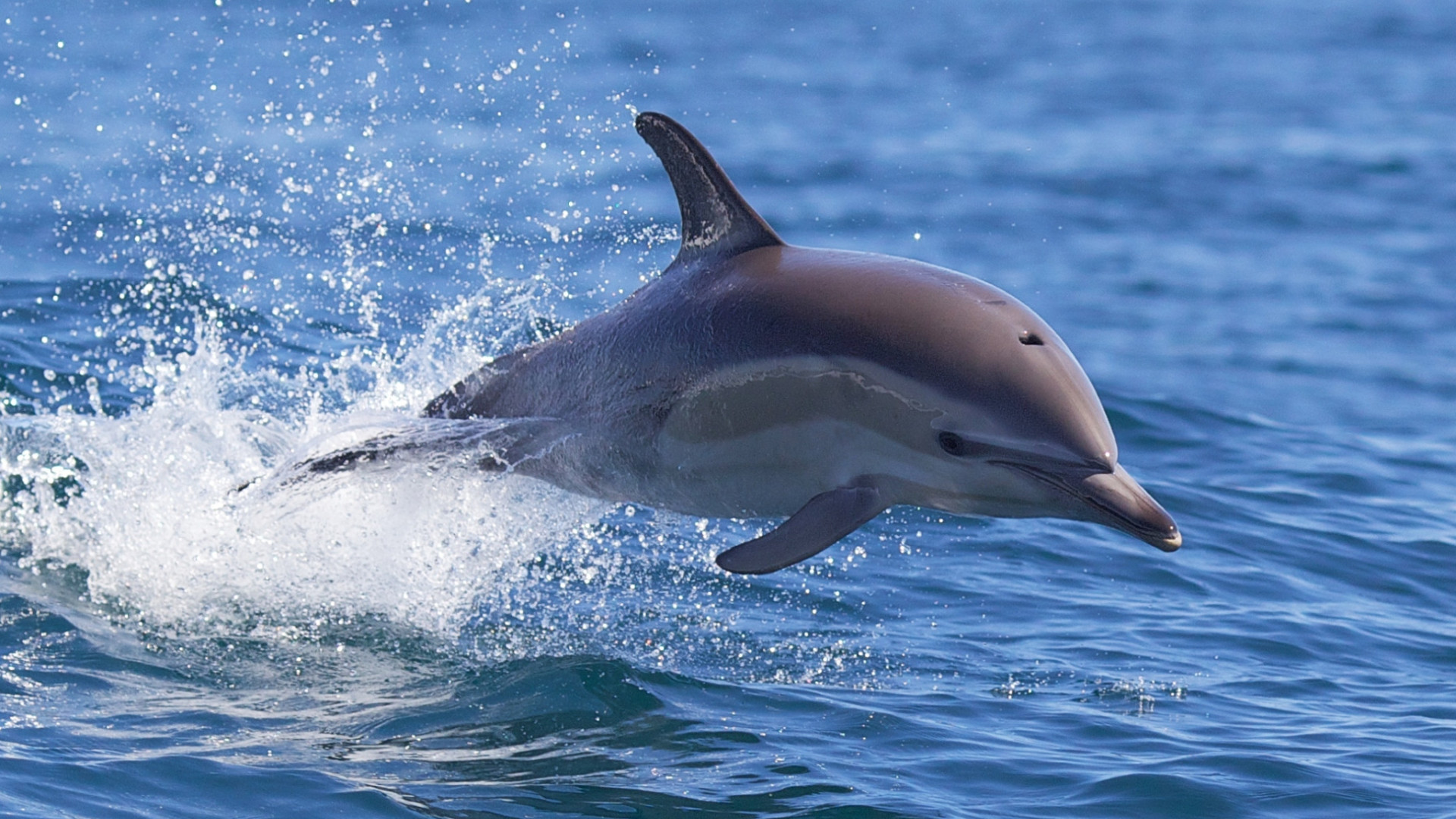 The fastest swimmers in the animal kingdom, ranked