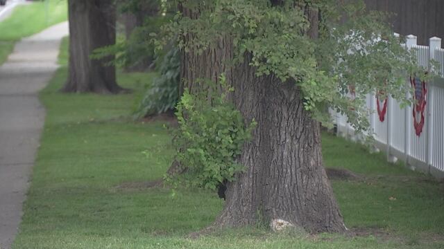 Changes to Lee’s Summit sidewalks, trees brings resistance