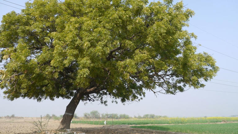 Todos los usos del Neem: Propiedades, aplicaciones y beneficios del ...