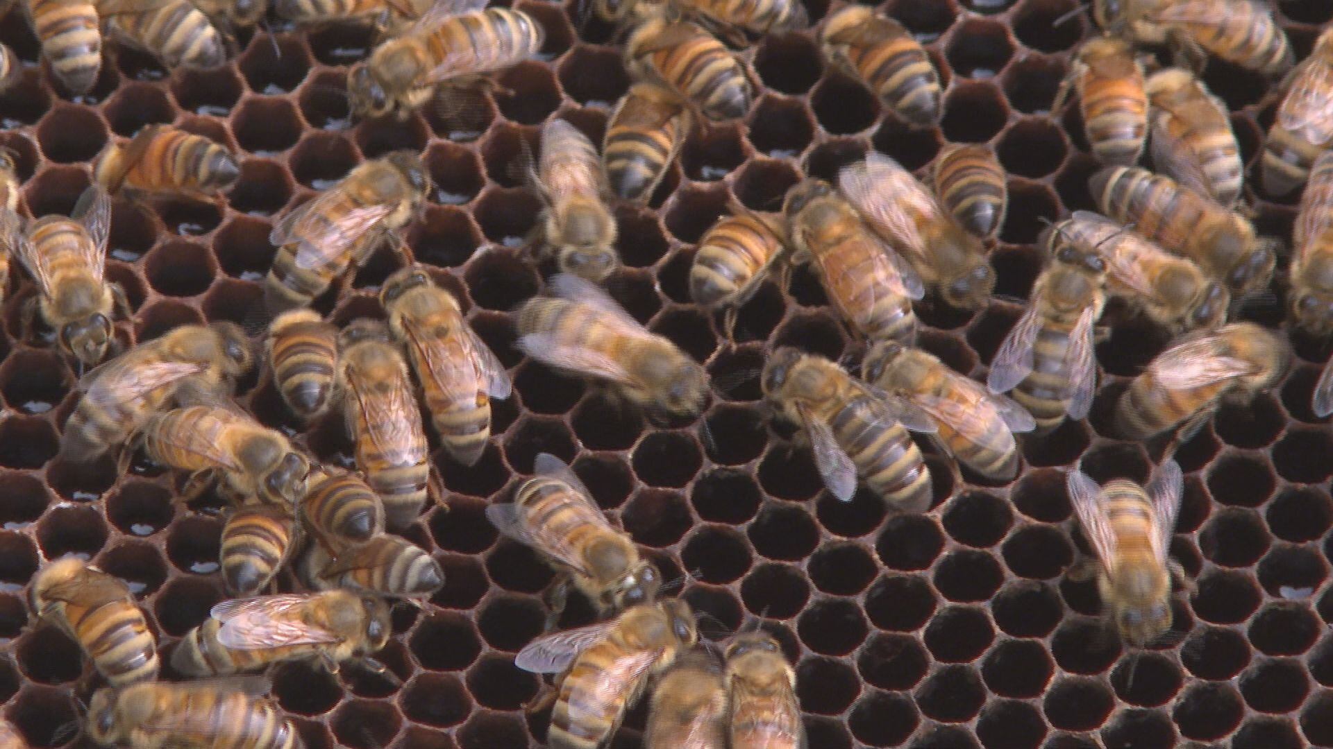 How to celebrate Kentucky pollinators for National Pollinator Week