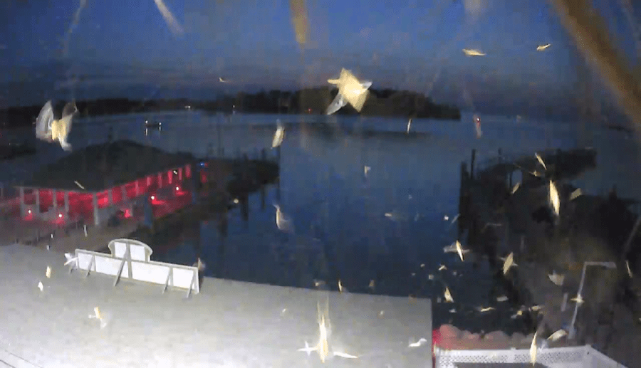 Watch: Mayflies arriving from Lake Erie
