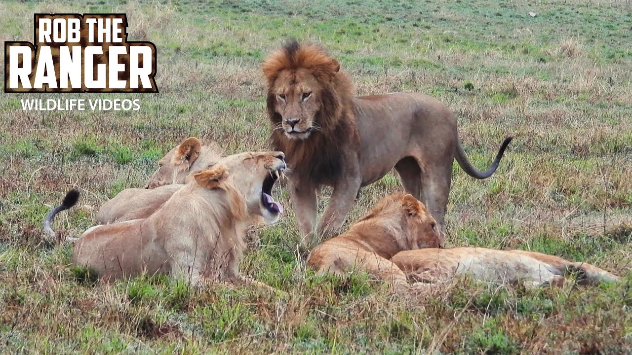 Cheetah Family Engages in a Thrilling Hunt in Maasai Mara