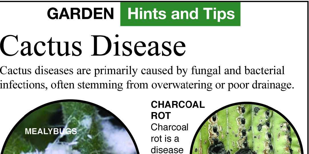 Cactus Diseases