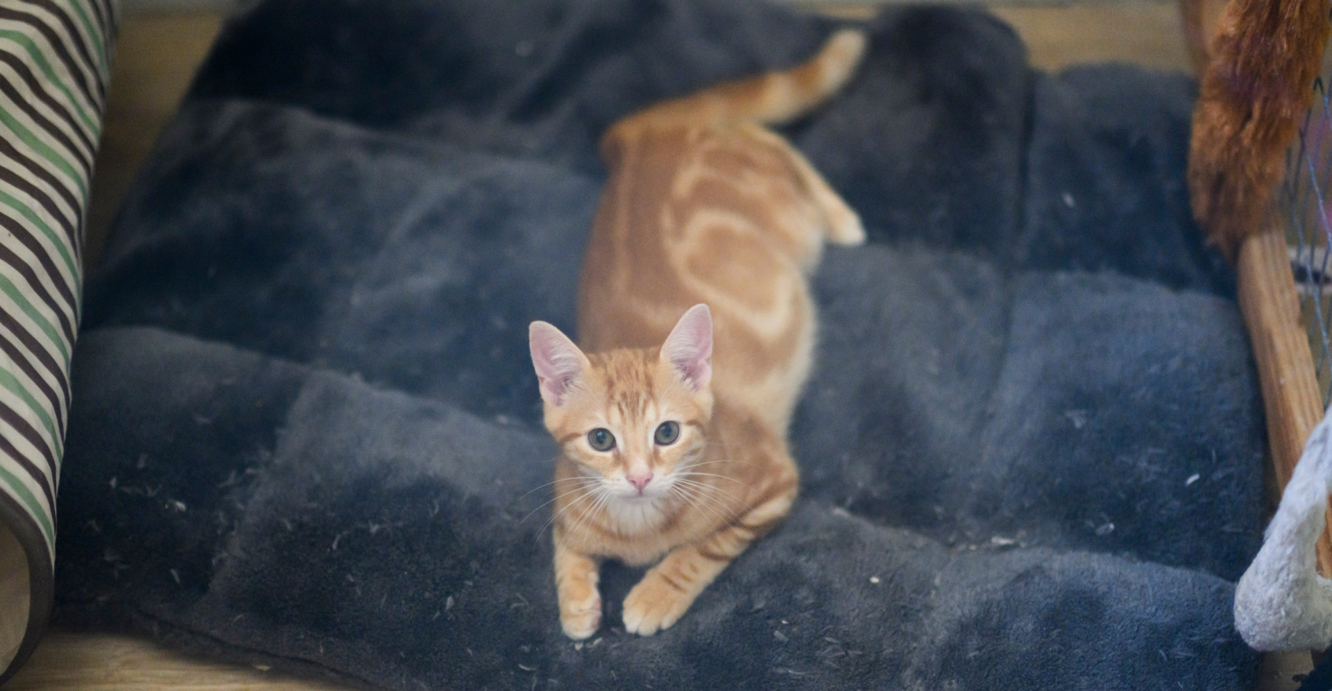 Cómo darle la bienvenida a tu gato