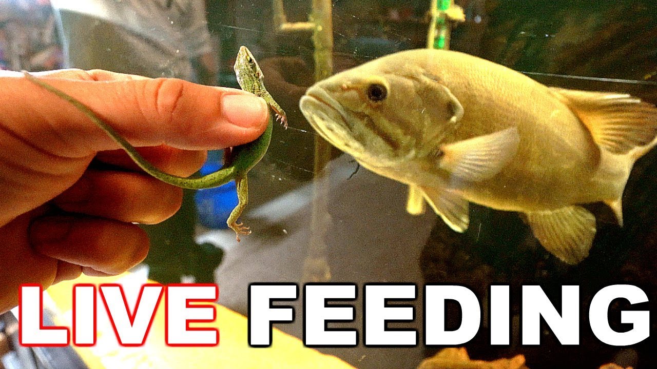 Feeding live lizards to pet fish produces reaction