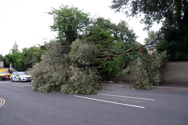 Police called after protected tree falls onto busy road