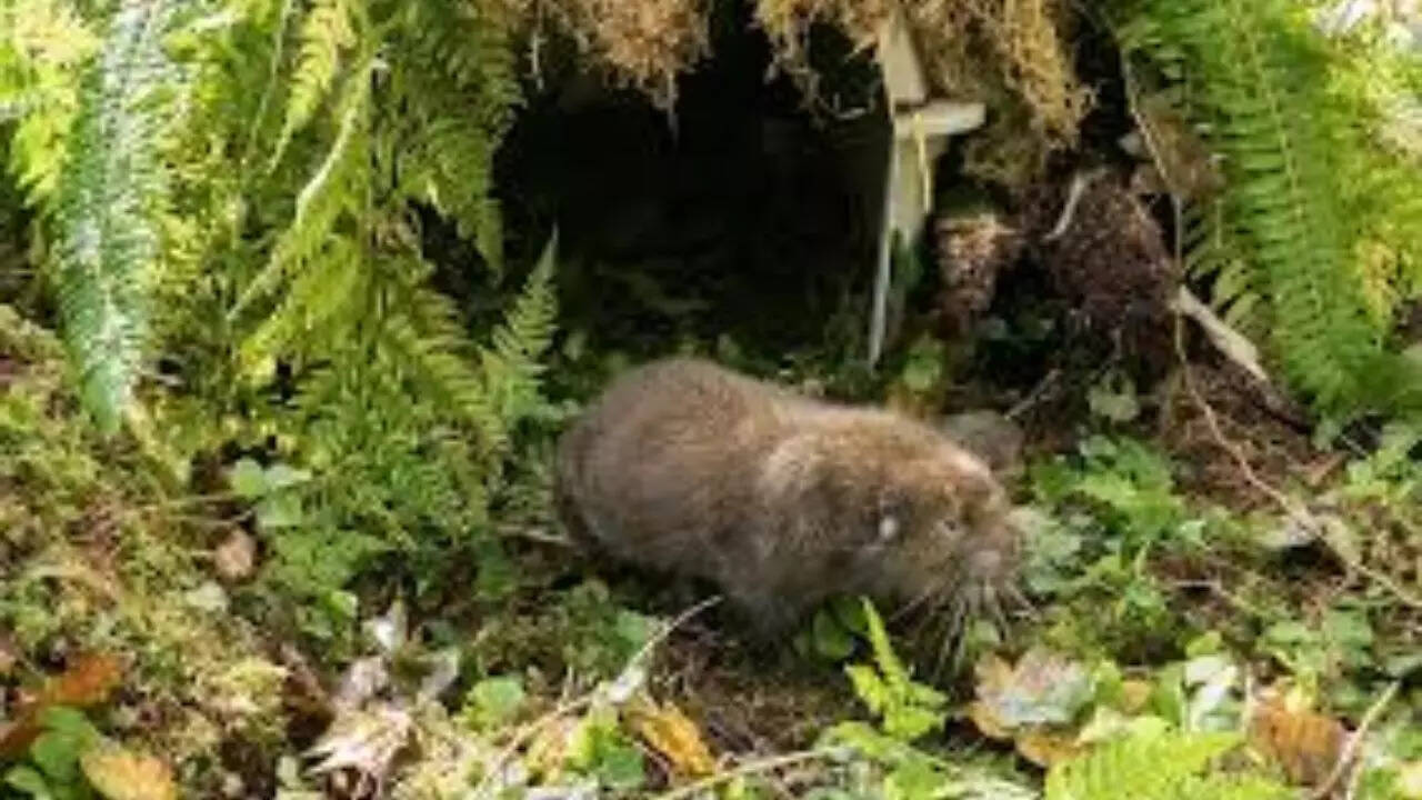 10 animals you’ll only ever find in the US and nowhere else