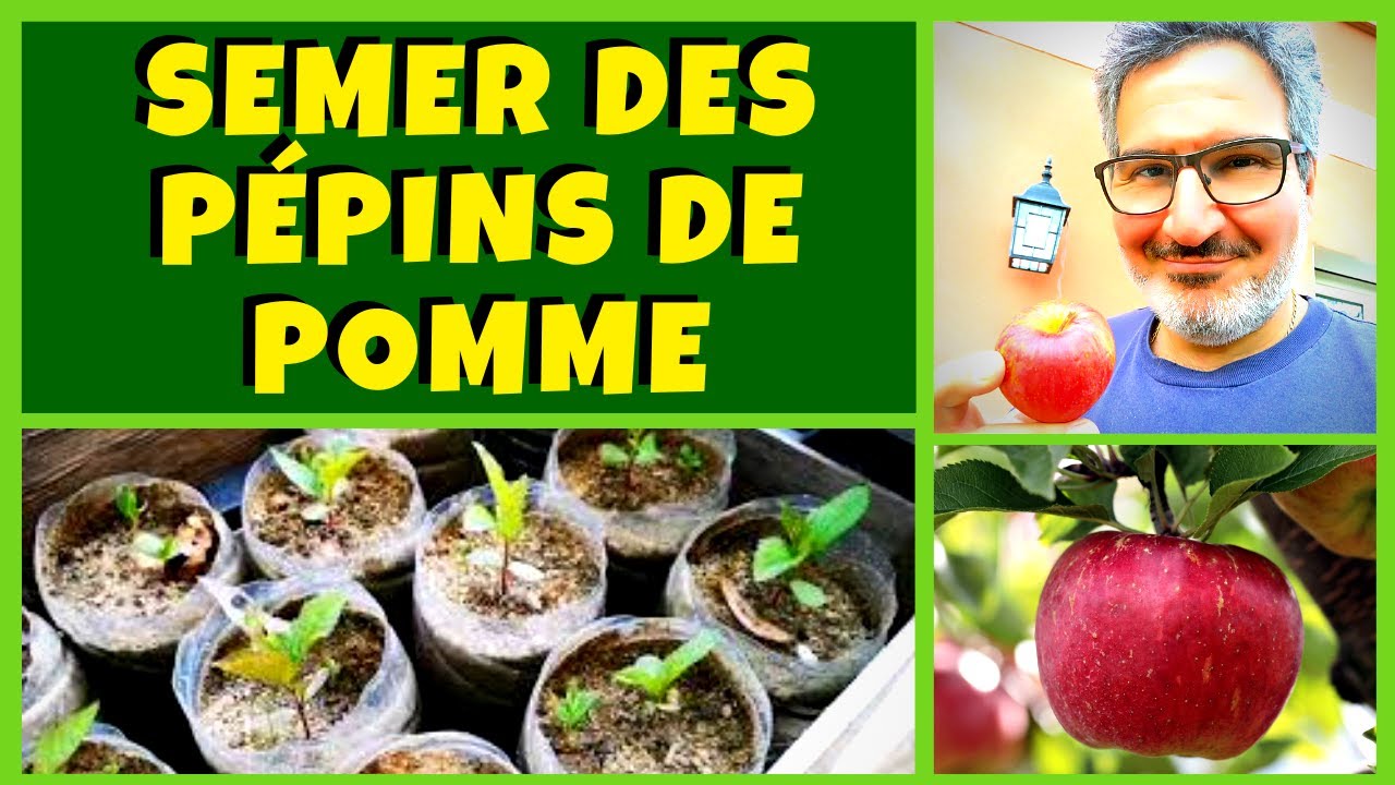 Semer des Pépins de Pommes en Bouteille en Faisant un Gâteau aux Pommes