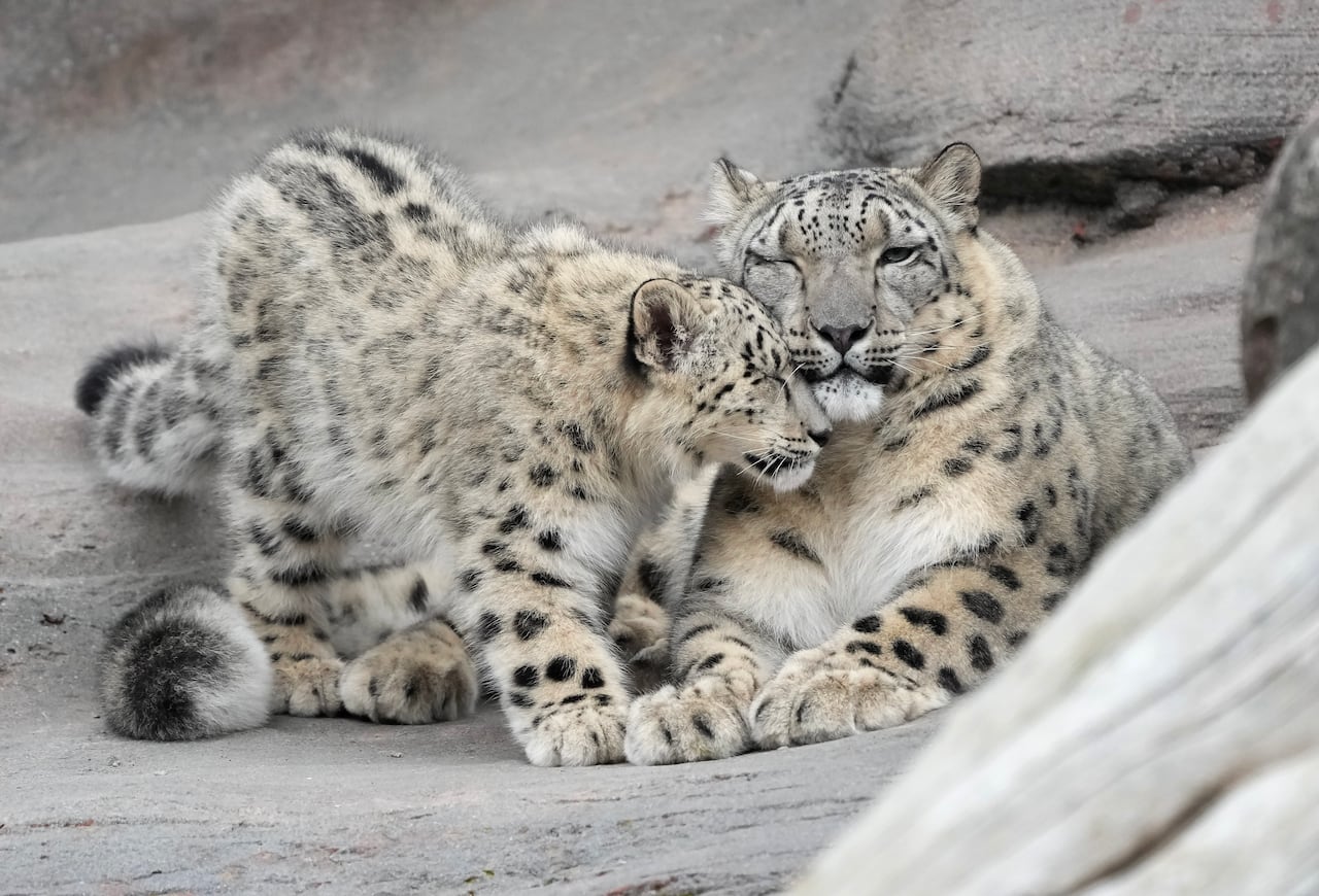 How the Toronto Zoo puts animals 'in the mood' to mate