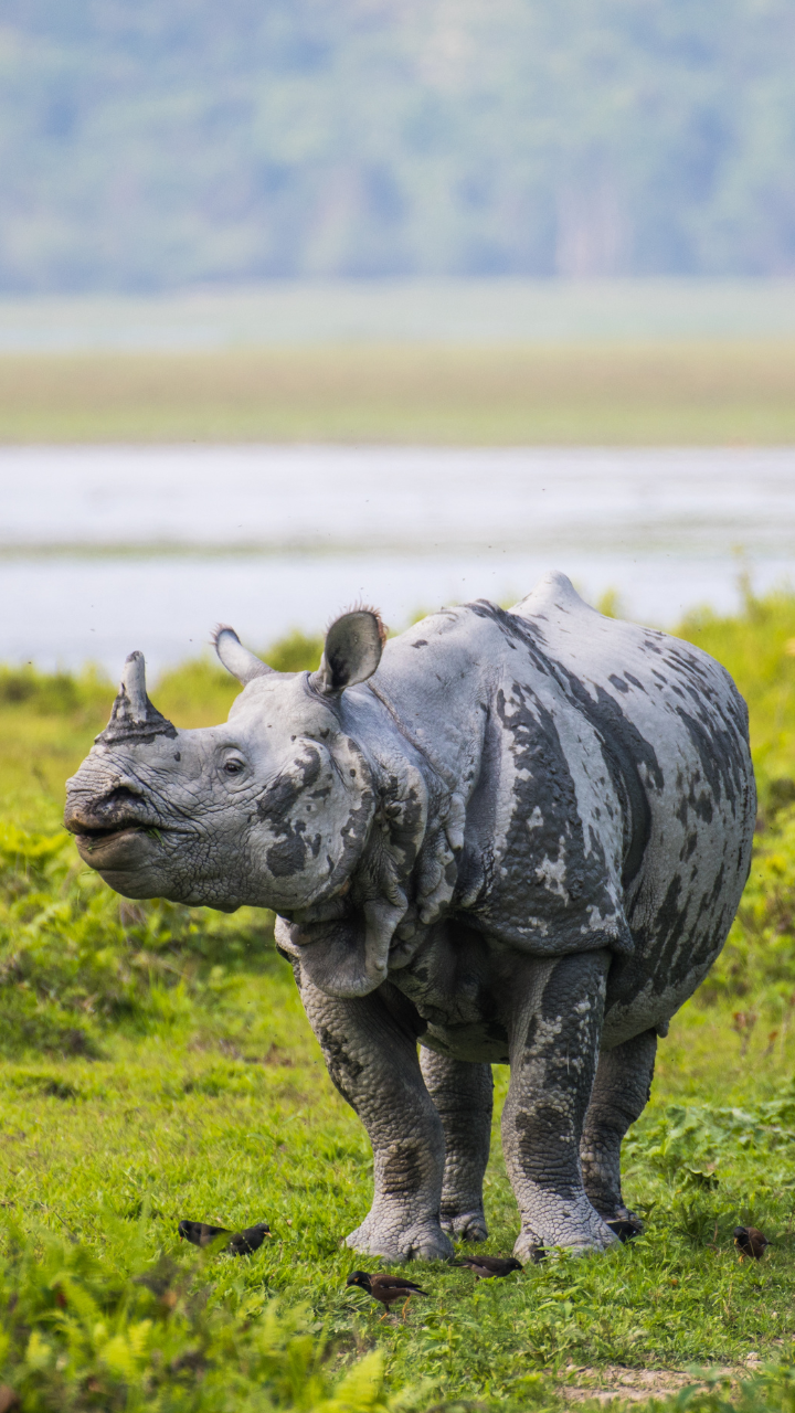 10 countries that have unique national animals