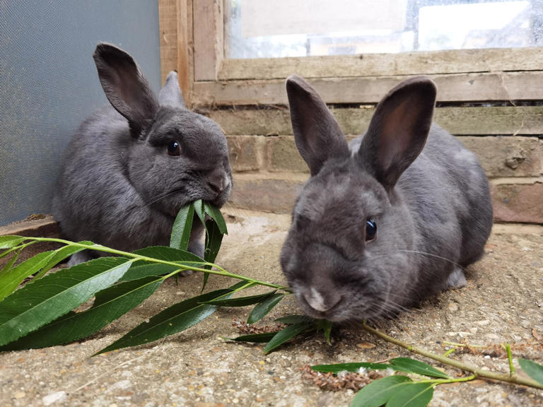 Rabbit welfare to be highlighted at Raystede’s Rabbit Day