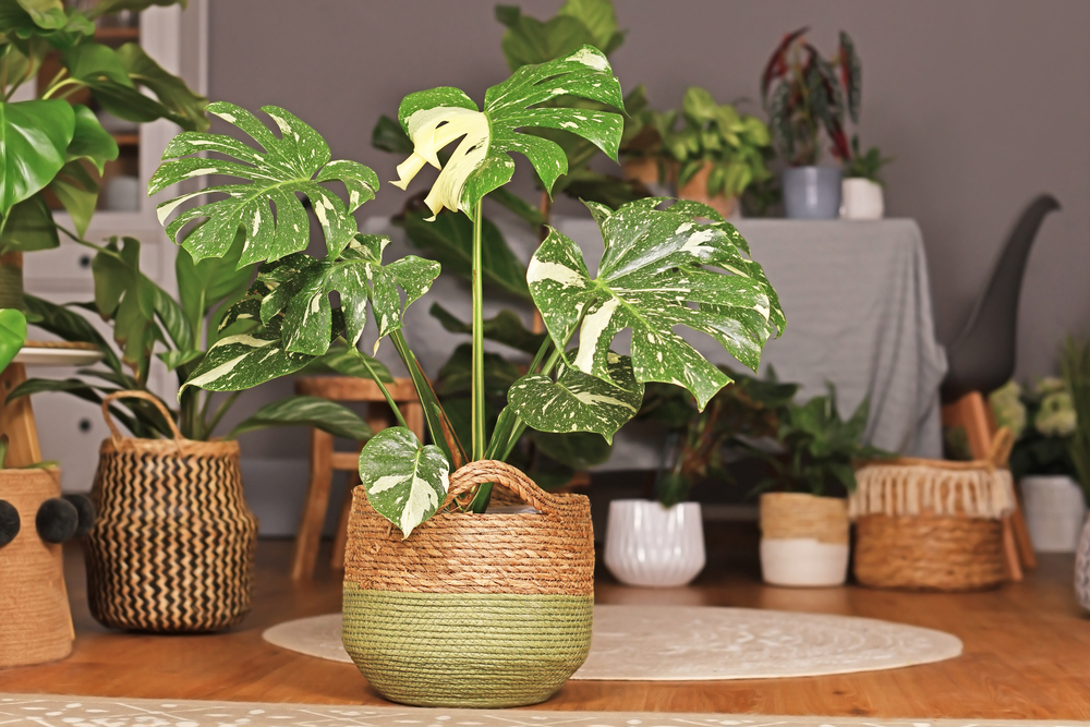 13 Beautiful Houseplants You Didn’t Know Could Be Toxic