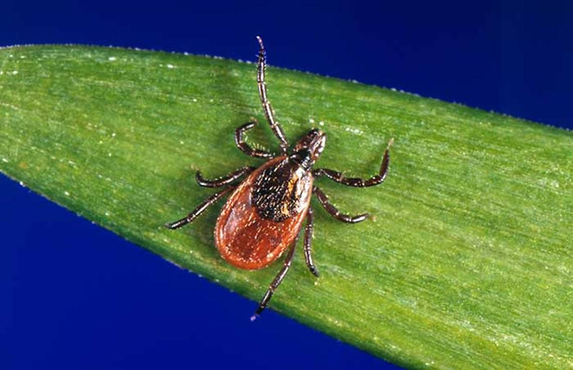 Disease-carrying ticks are out in SC again. Here's how to protect ...
