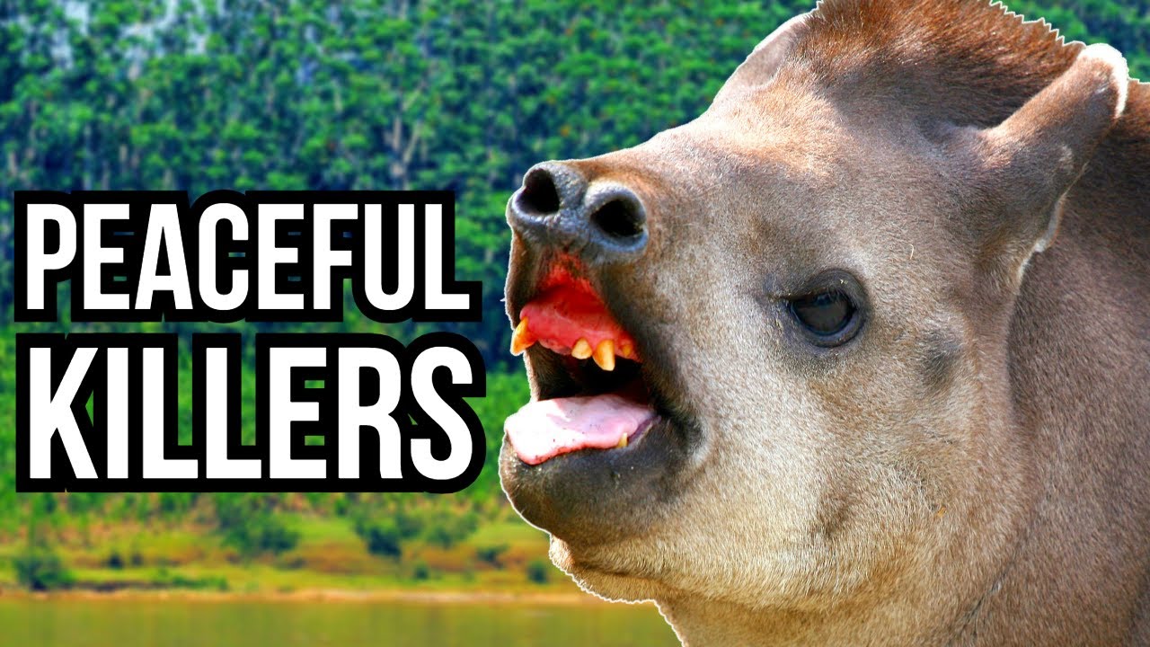 3 Peaceful Animals That Have Become Killers