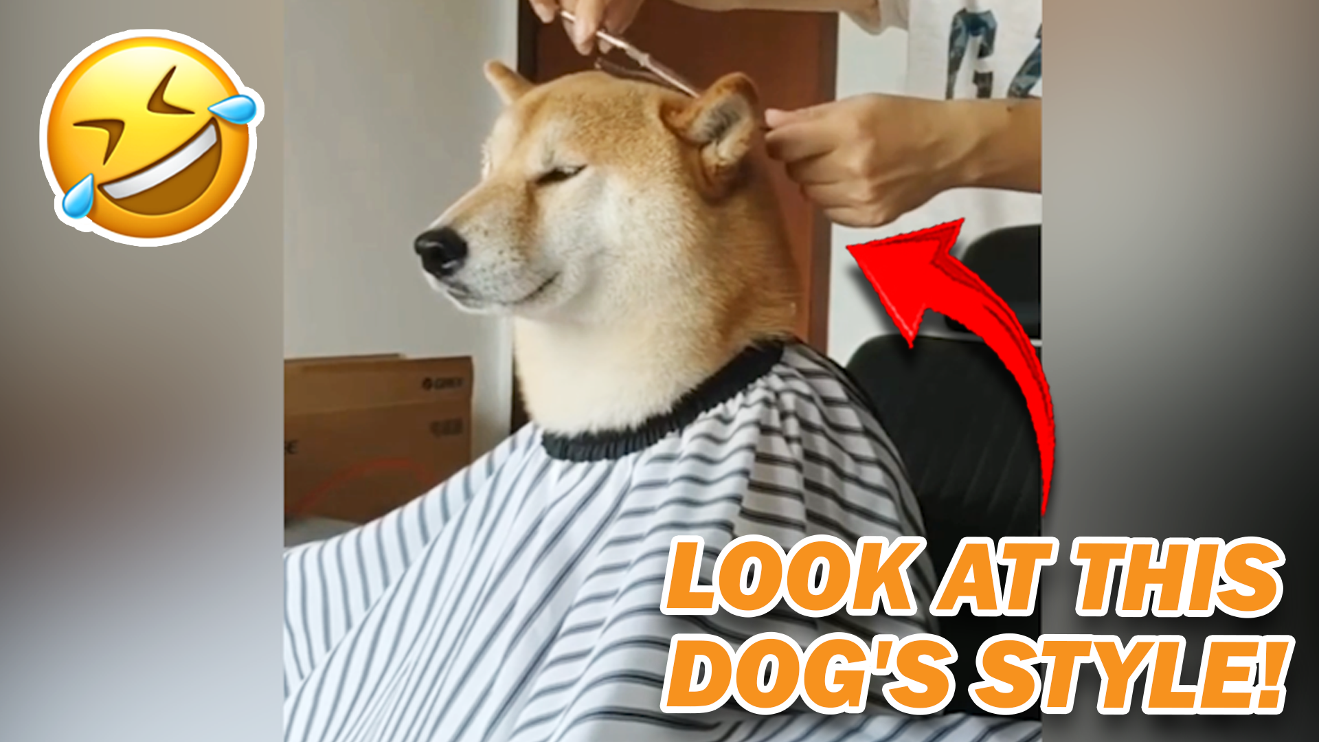 Funniest Dog Ever Caught on Camera – You Won’t Stop Laughing!