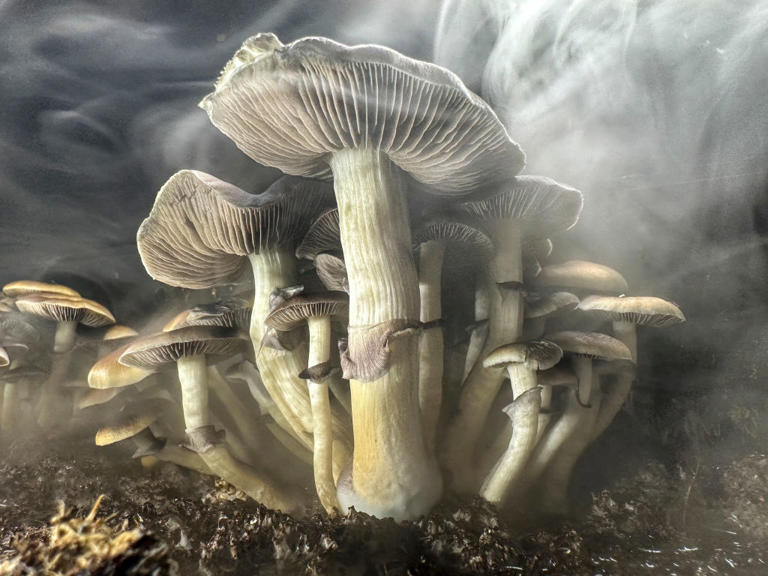 New Zealand Approves ‘Shrooms’ to Treat Depression