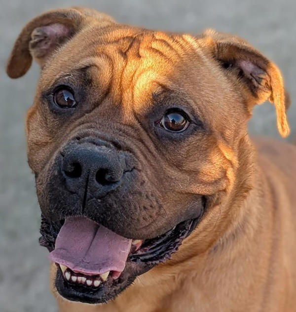 Homeless Hounds: Paddling pool-loving dog Duke needs a forever home