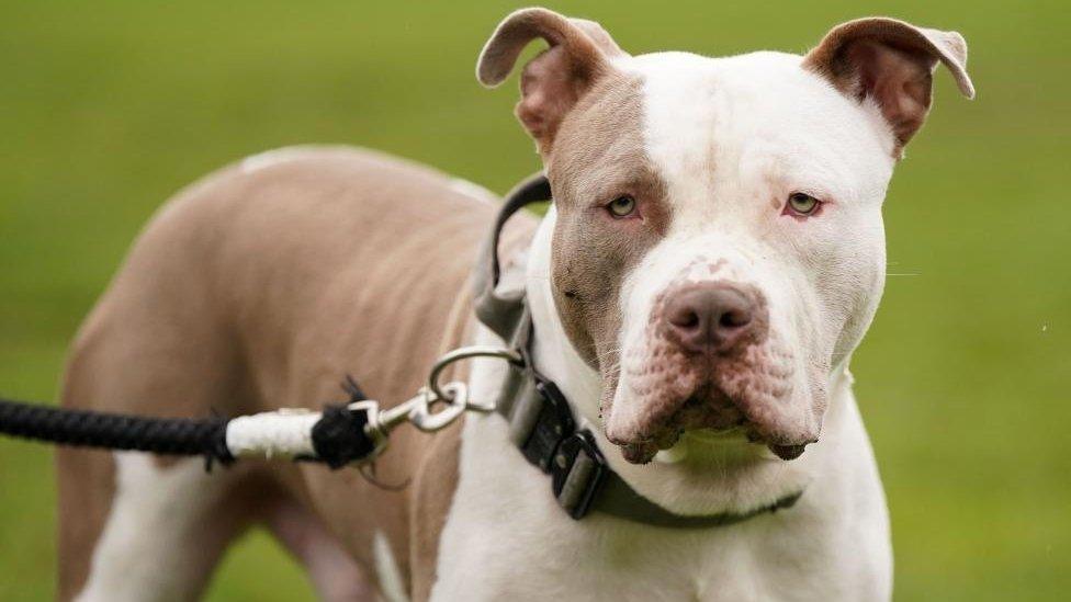 Number of dangerous dogs seized and killed skyrockets by 325% in South ...