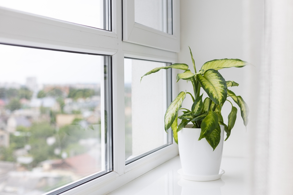 13 Beautiful Houseplants You Didn’t Know Could Be Toxic