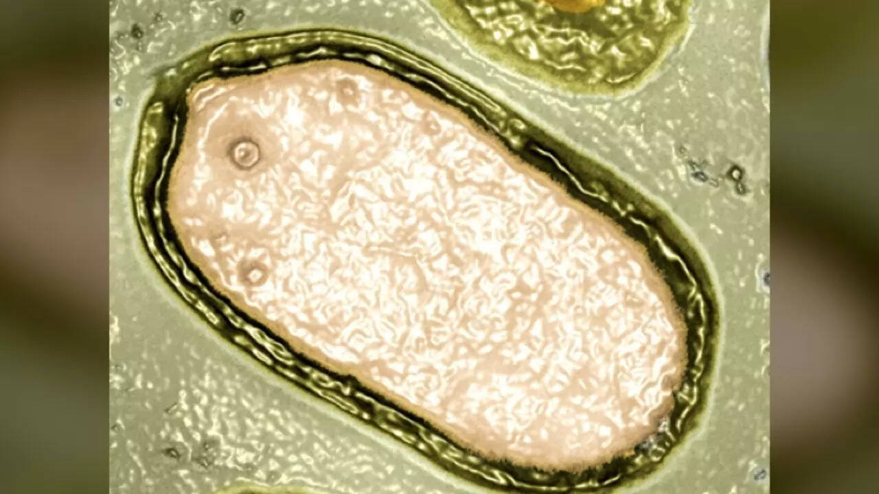 Shocking discovery! 230 giant viruses found lurking in Earth’s oceans ...