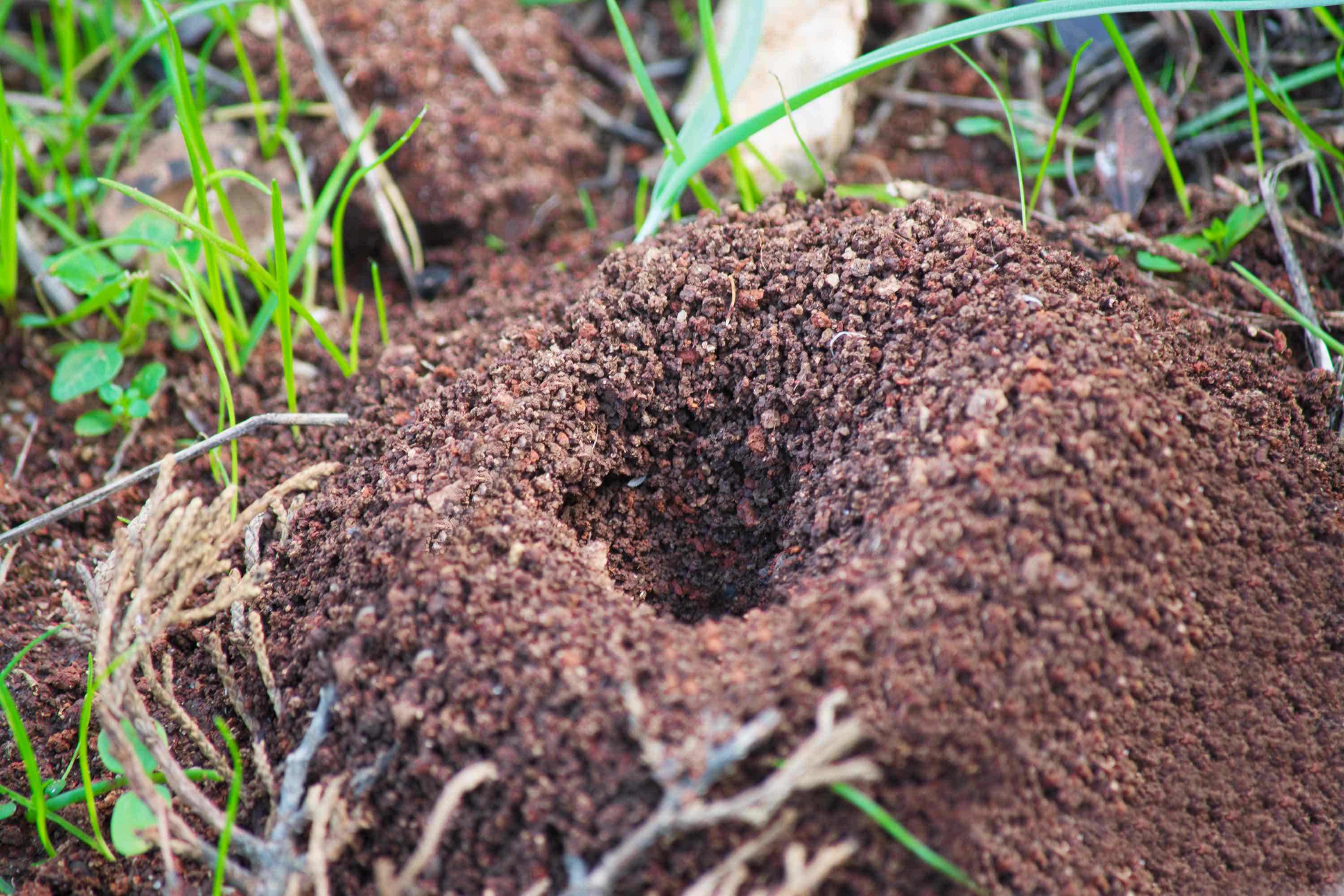 How to Get Rid of Ant Hills—and Stop New Ones From Taking Over Your Yard