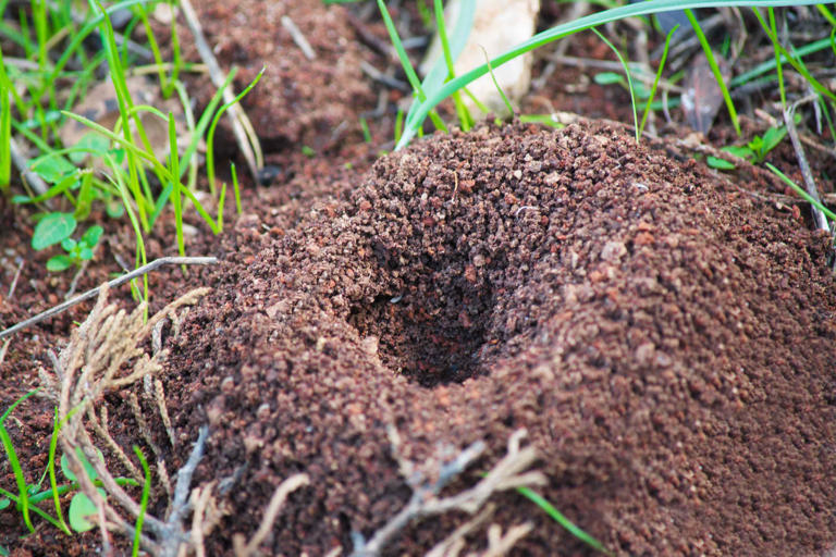How to Get Rid of Ant Hills—and Stop New Ones From Taking Over Your Yard