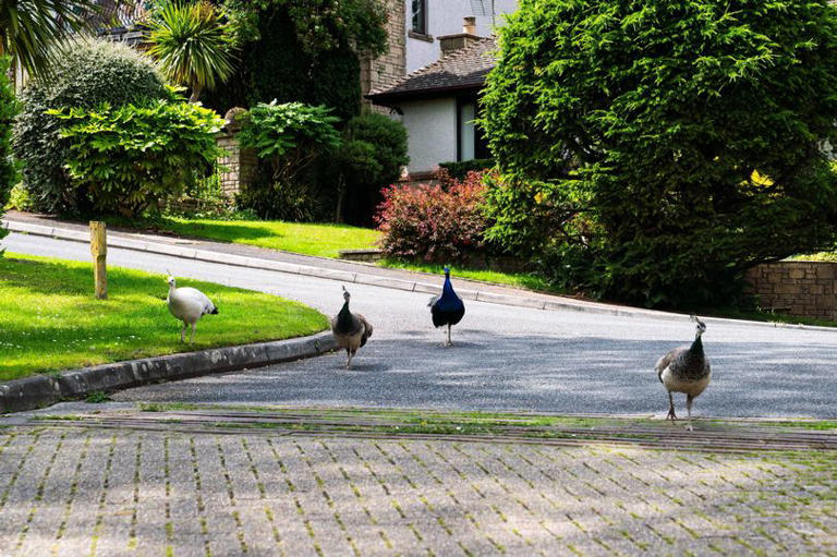 Warning over escaped peacocks that attack cars at UK holiday hotspot