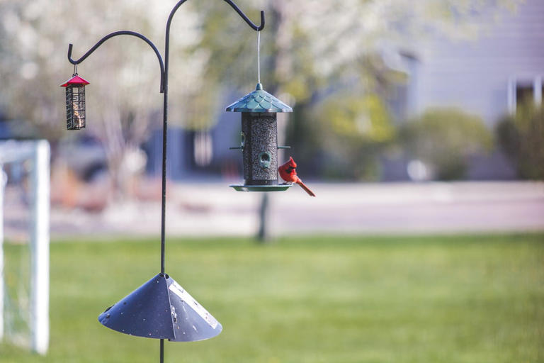 How to Keep Squirrels Out of Your Bird Feeder—Once and For All