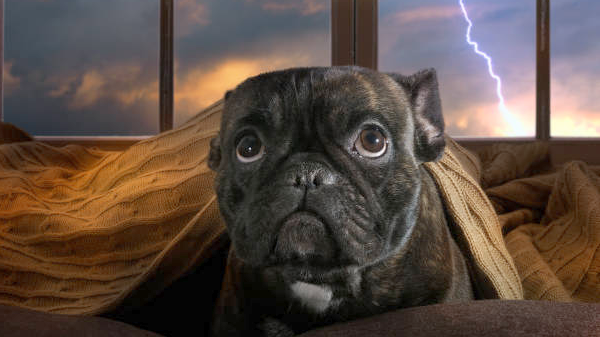 Comment Calmer Votre Chien Pendant Un Orage