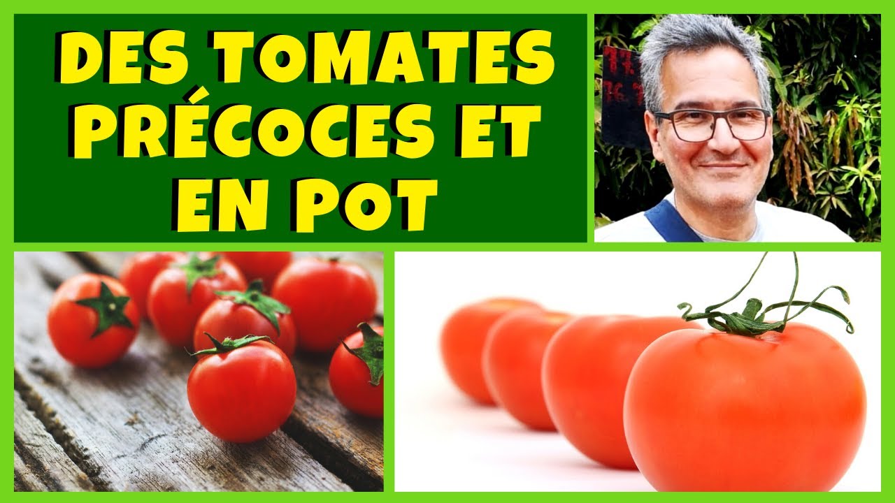 30 Variétés de Tomates Très Précoces et Cultivables en Pot