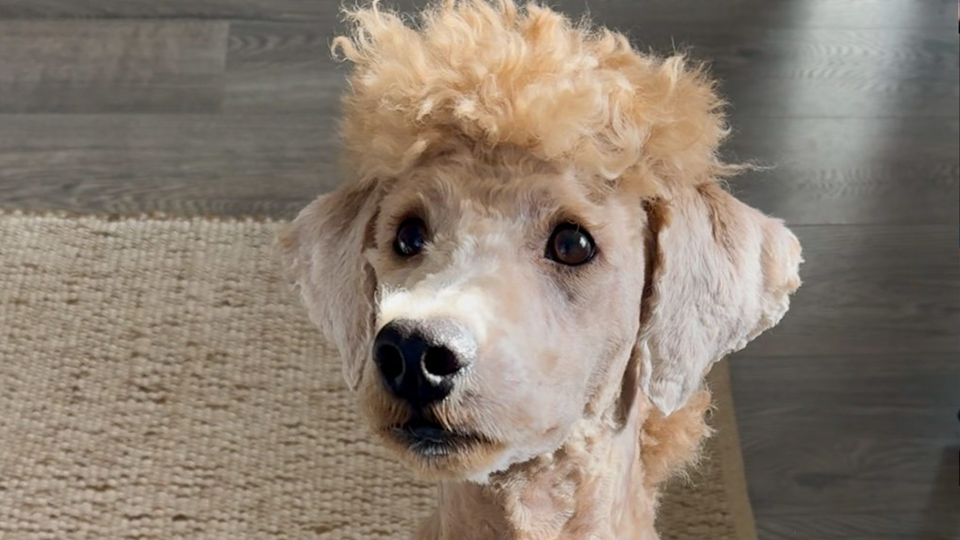 Elle donne à son chiot une coupe mulet