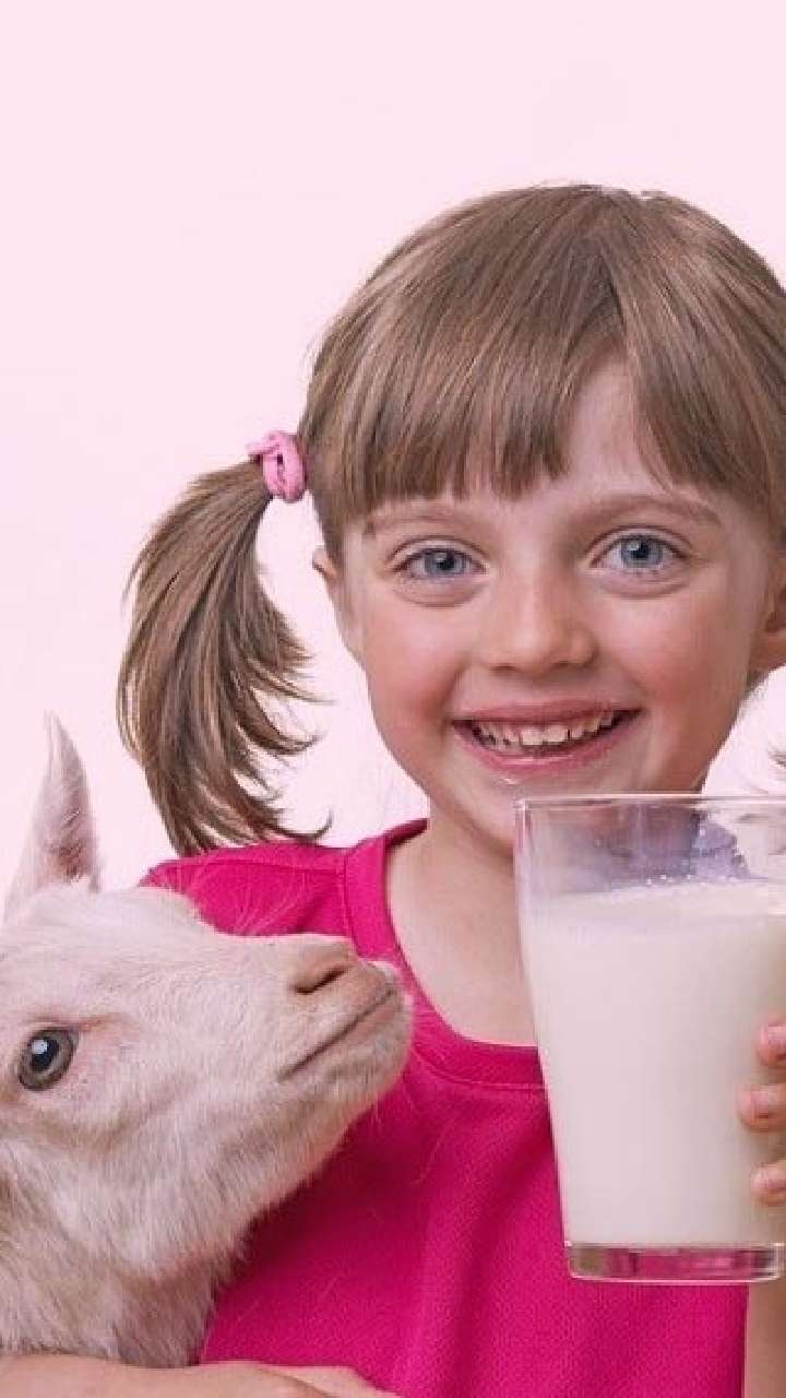 Does Drinking Goat Milk Help Cure Dengue Fever or Not?