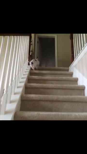 This Little Pig Brings Big Smiles