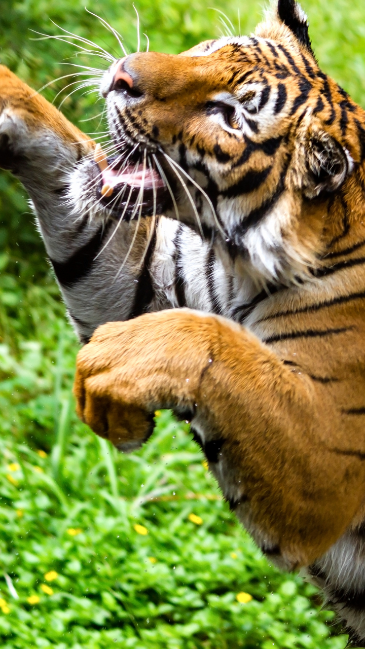 10 countries that have unique national animals