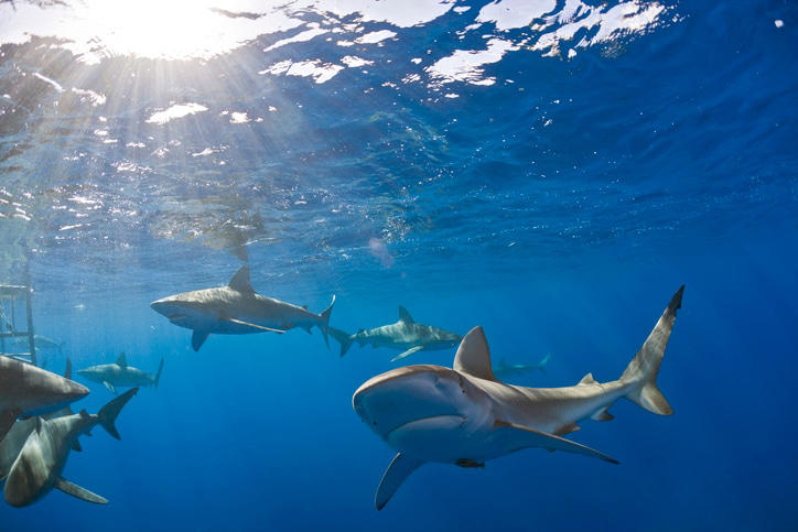 Sharks of all sizes follow 400-year-old math rule that explains how ...