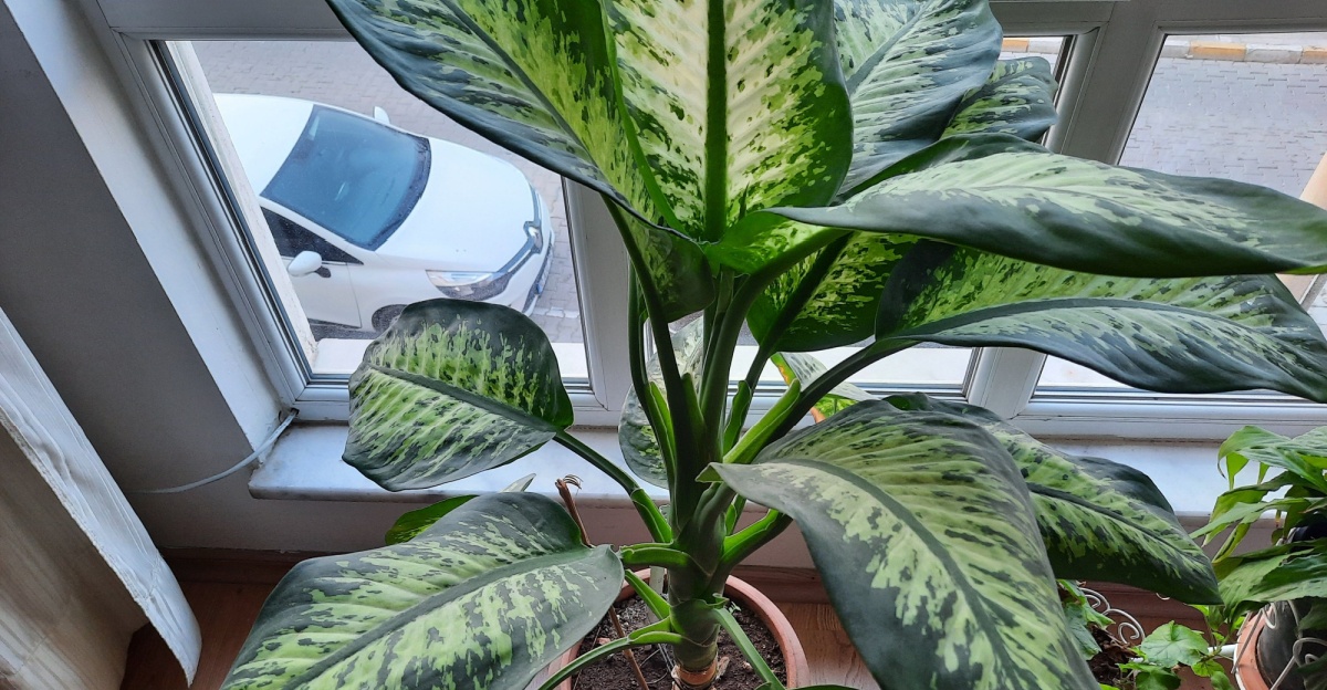 13 Beautiful Houseplants You Didn’t Know Could Be Toxic