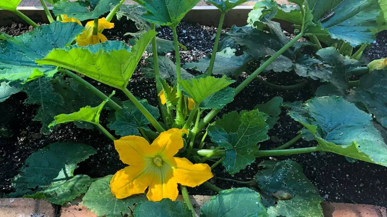 10 flowering vegetables and herbs that will bring colour and flavour to ...