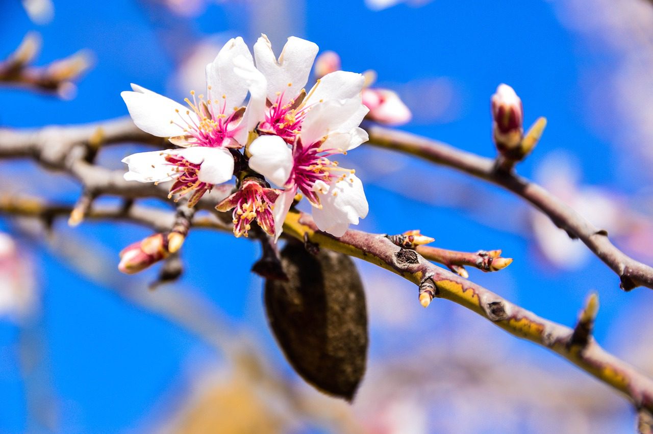 Plaga del barrenillo en almendros y olivos: identificación, daños ...