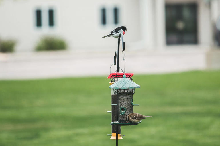 How to Keep Squirrels Out of Your Bird Feeder—Once and For All